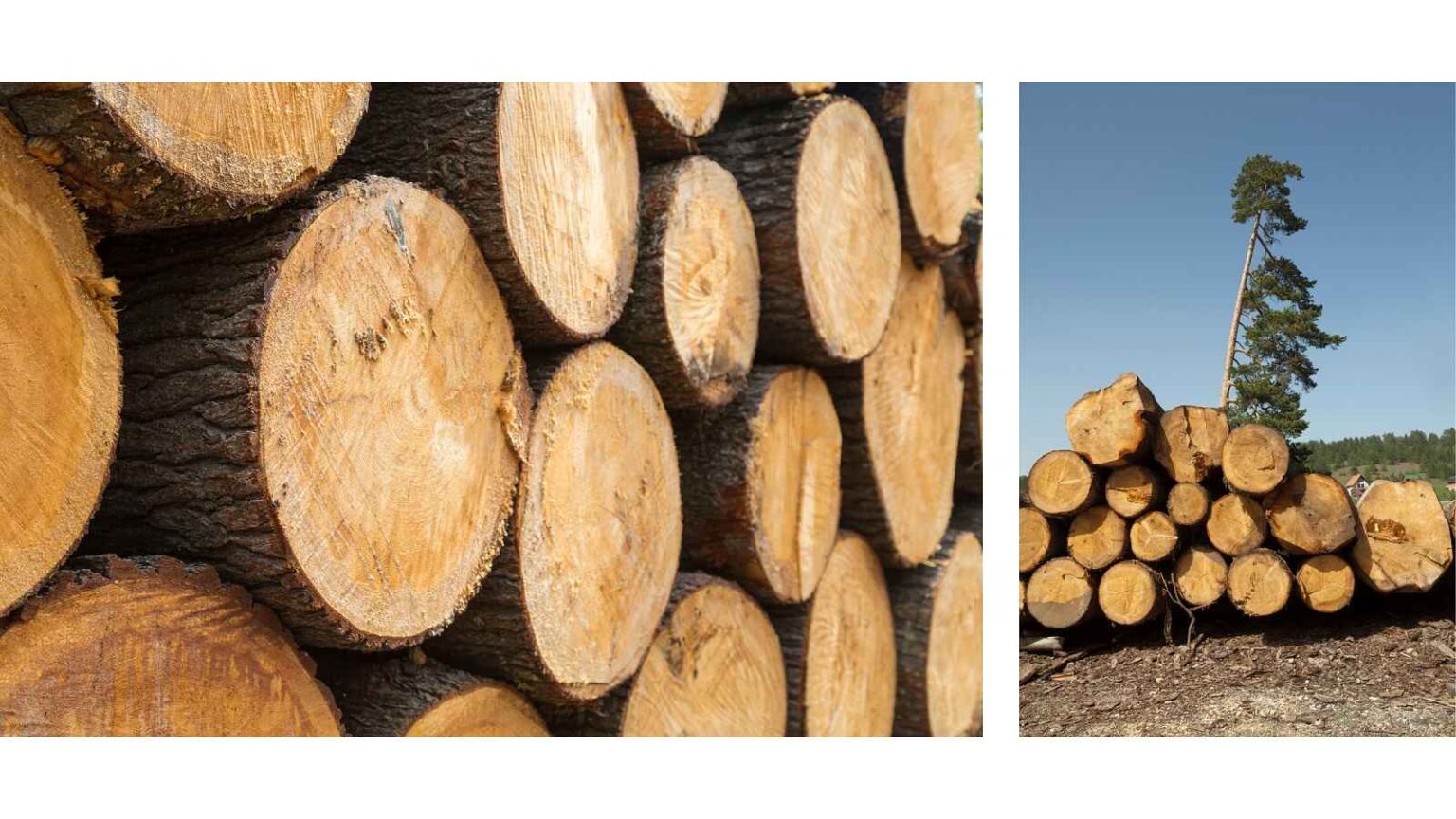 The Great Firewood Debate: Eco Logs vs Wood - Ecotsy